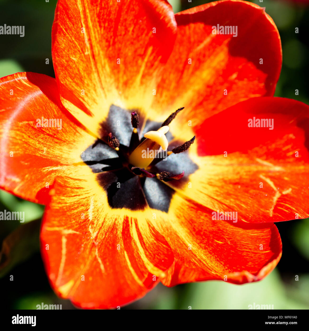spring time has started Stock Photo - Alamy
