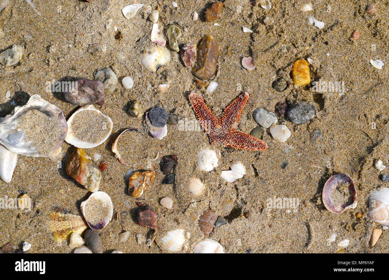 Different empty sea shells and starfish on sand in Marmara Sea Stock ...