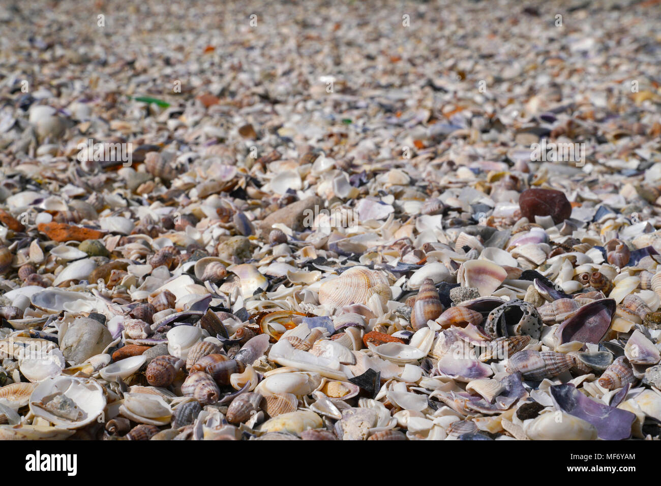 Many different empty sea shells in Marmara Sea Stock Photo - Alamy