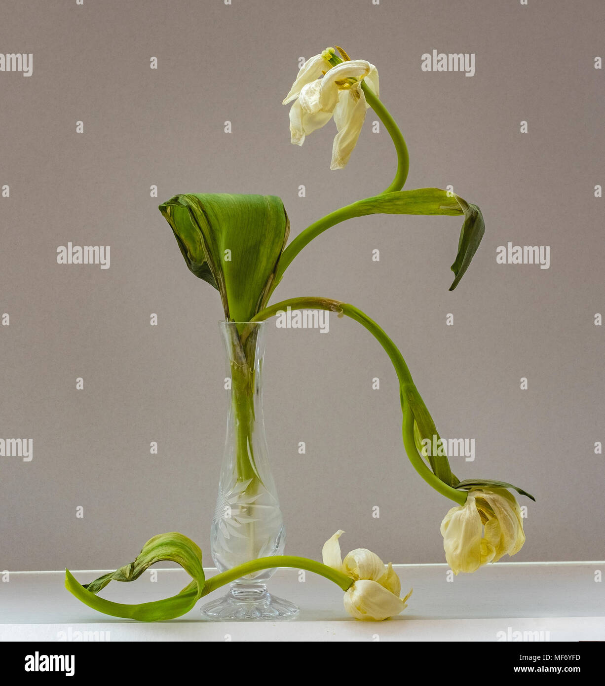 Wilted Tulips in a vase after flowering indoors Stock Photo - Alamy