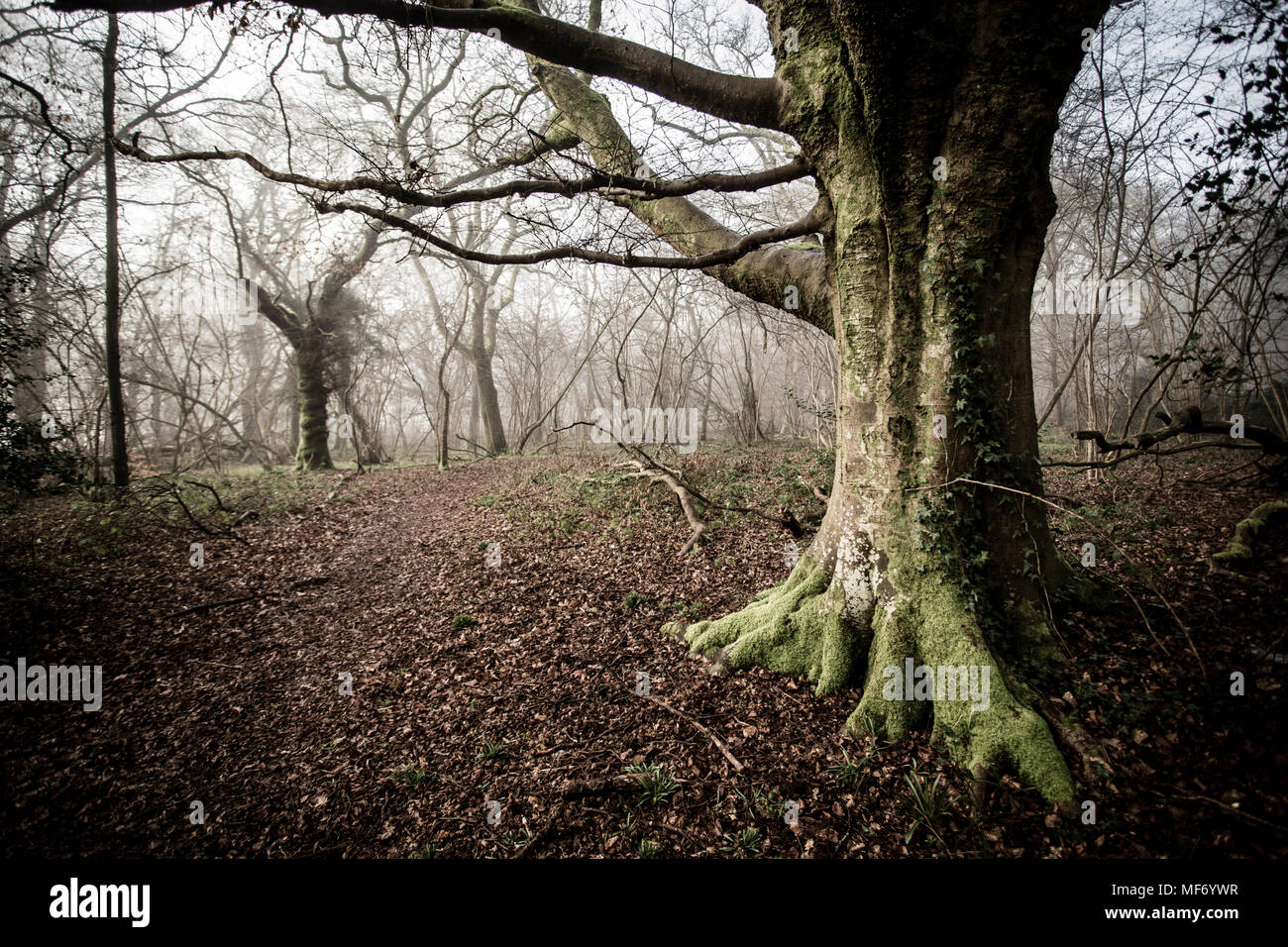 Mighty pollarded beech in woodland Stock Photo - Alamy