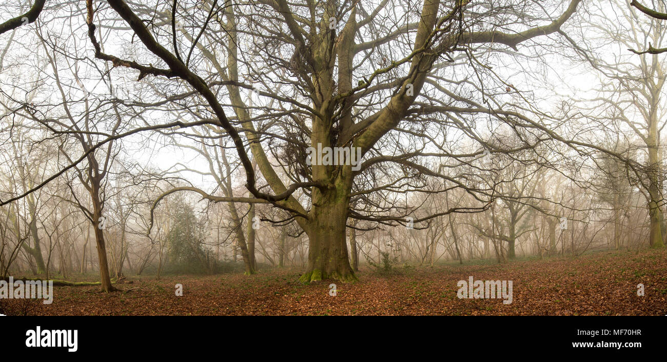 Mighty pollarded beech in woodland Stock Photo - Alamy