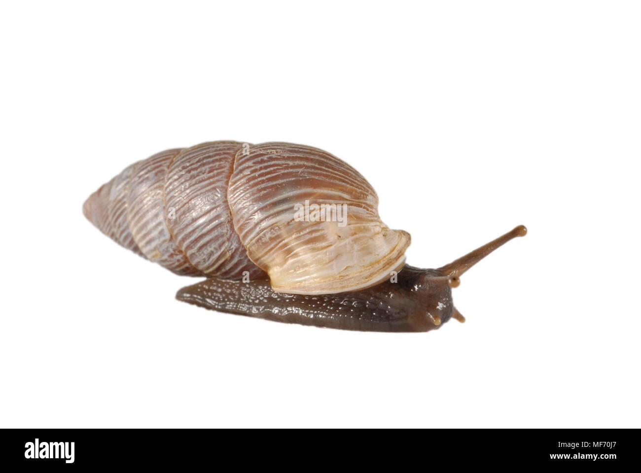 Snail isolated on white background Stock Photo - Alamy
