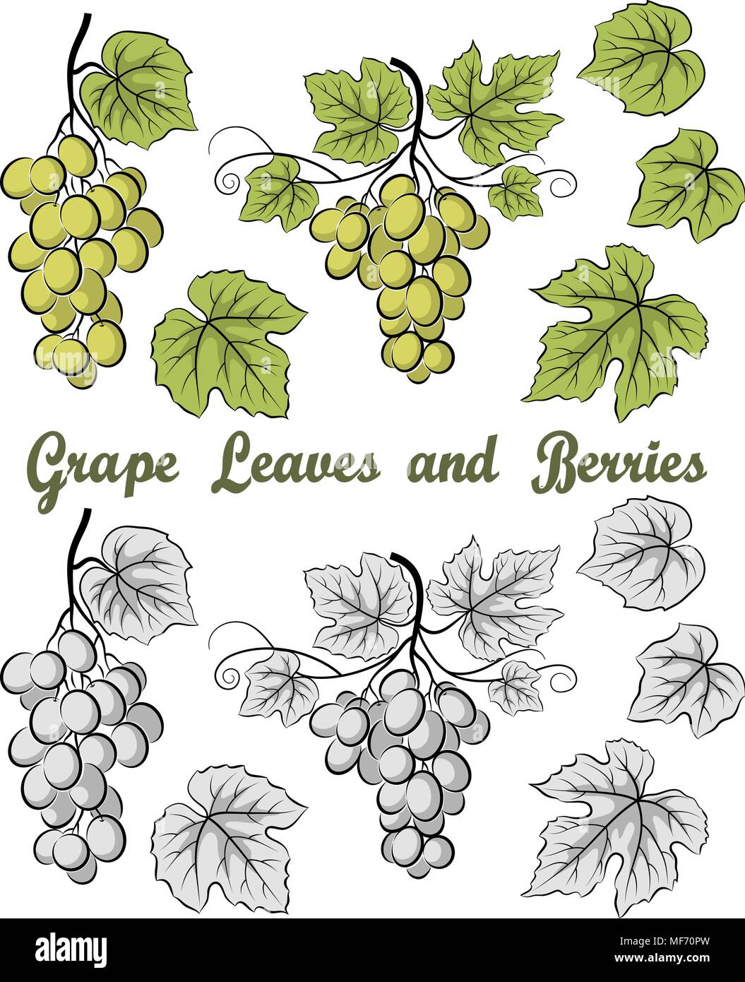 Grape Leaves and Berries Set Stock Vector Image & Art - Alamy