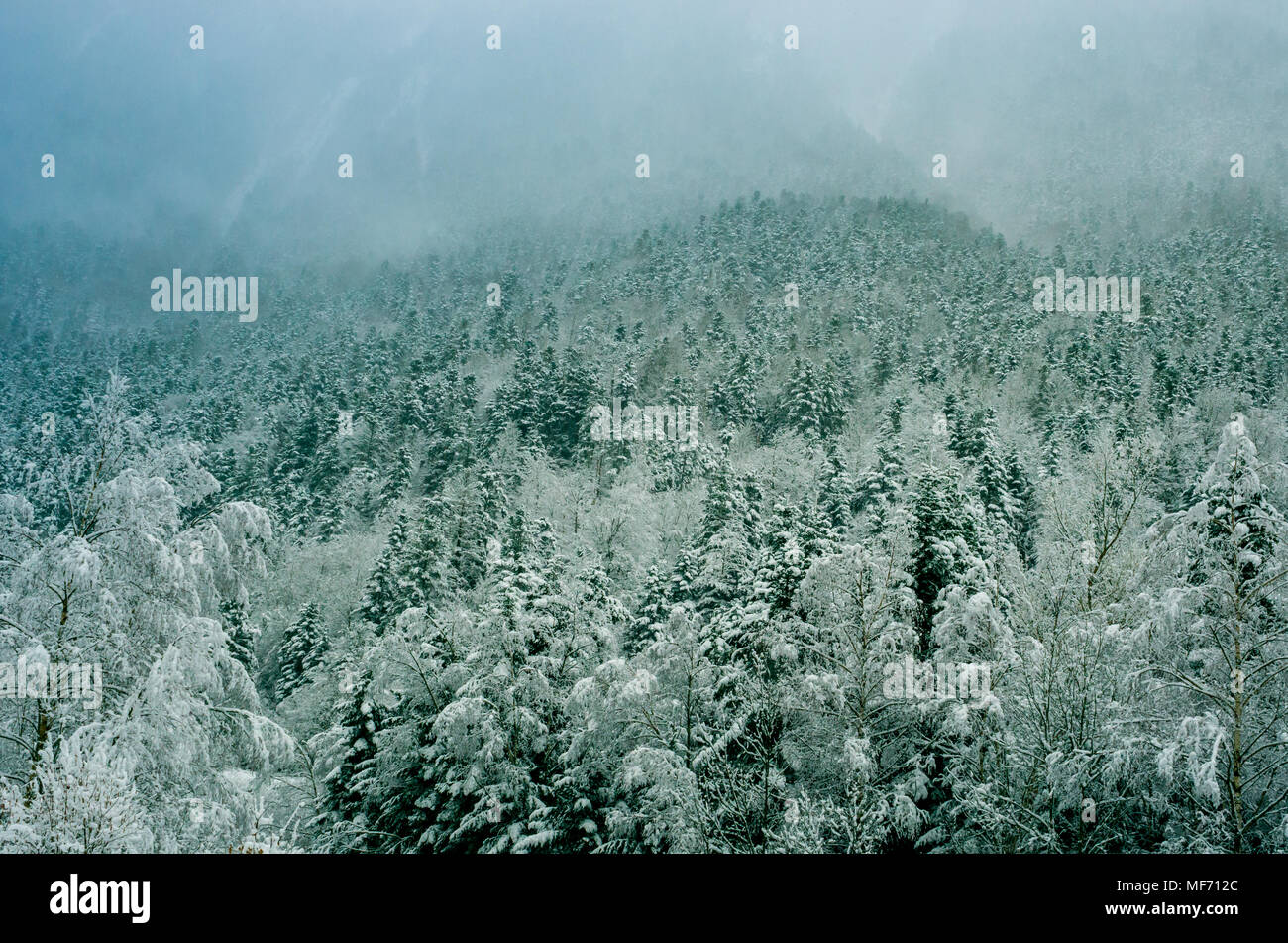 Impressive forest of snowy Christmas trees in the Pyrenees, France ...