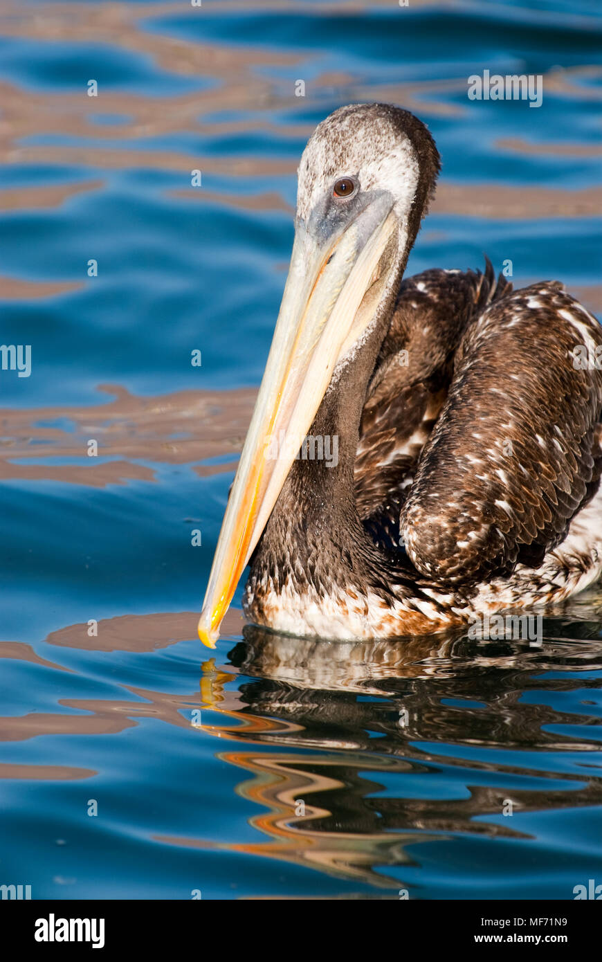 Pelican Swimming in colorful reflection water Stock Photo - Alamy