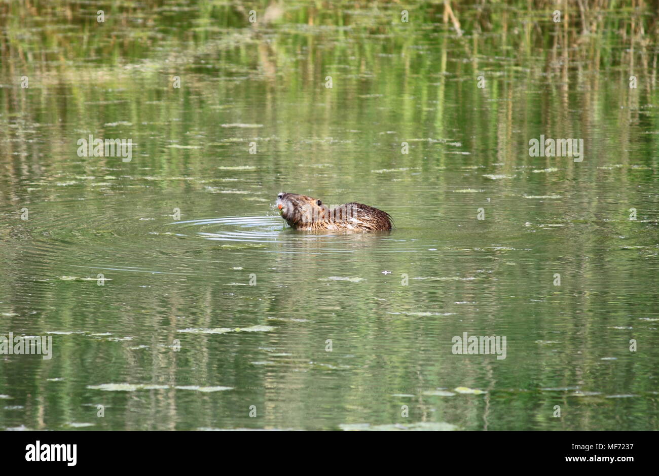 European Otter (Lutra lutra) in a river Stock Photo - Alamy
