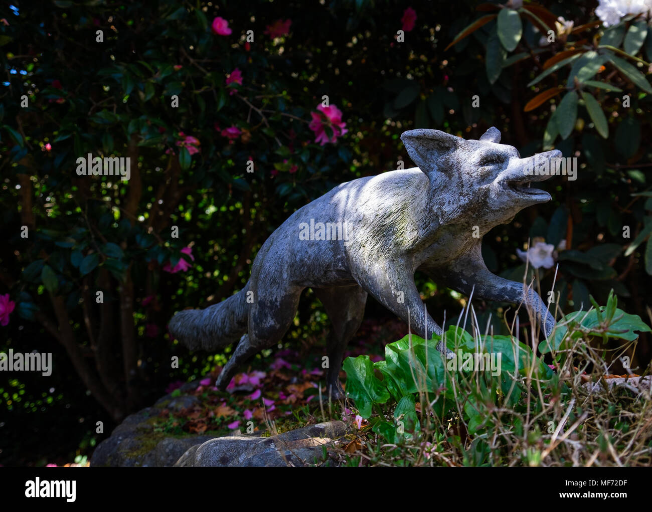 Stone running fox sculpture in dappled light with pink rhododendron ...