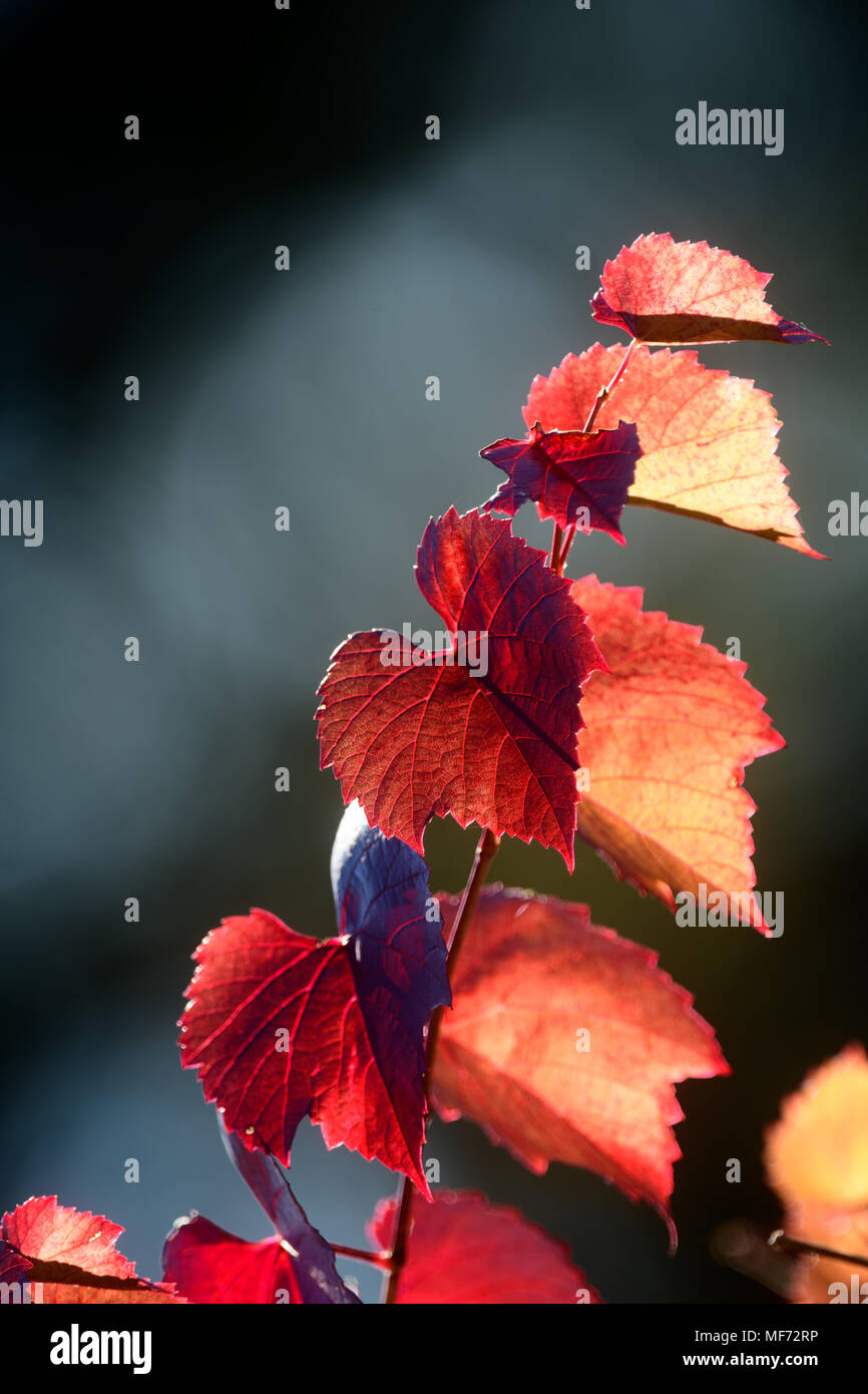 Striking colour hi-res stock photography and images - Alamy