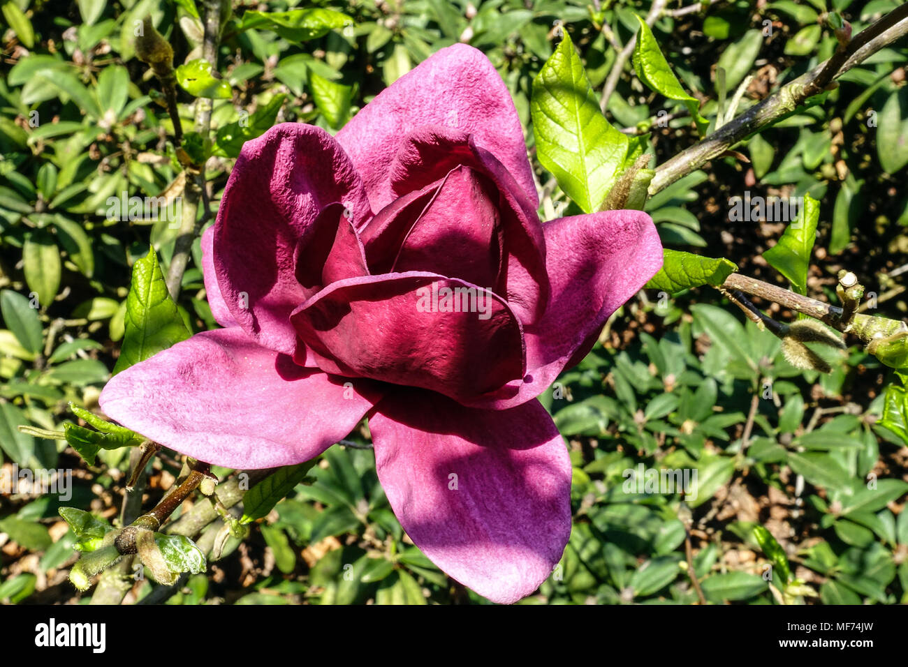 Magnolia genie hi-res stock photography and images - Alamy
