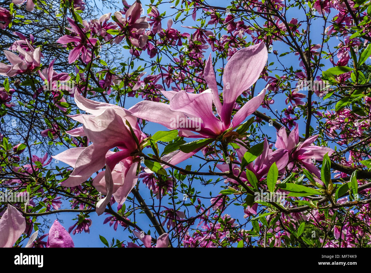 Magnolia susan hi-res stock photography and images - Alamy