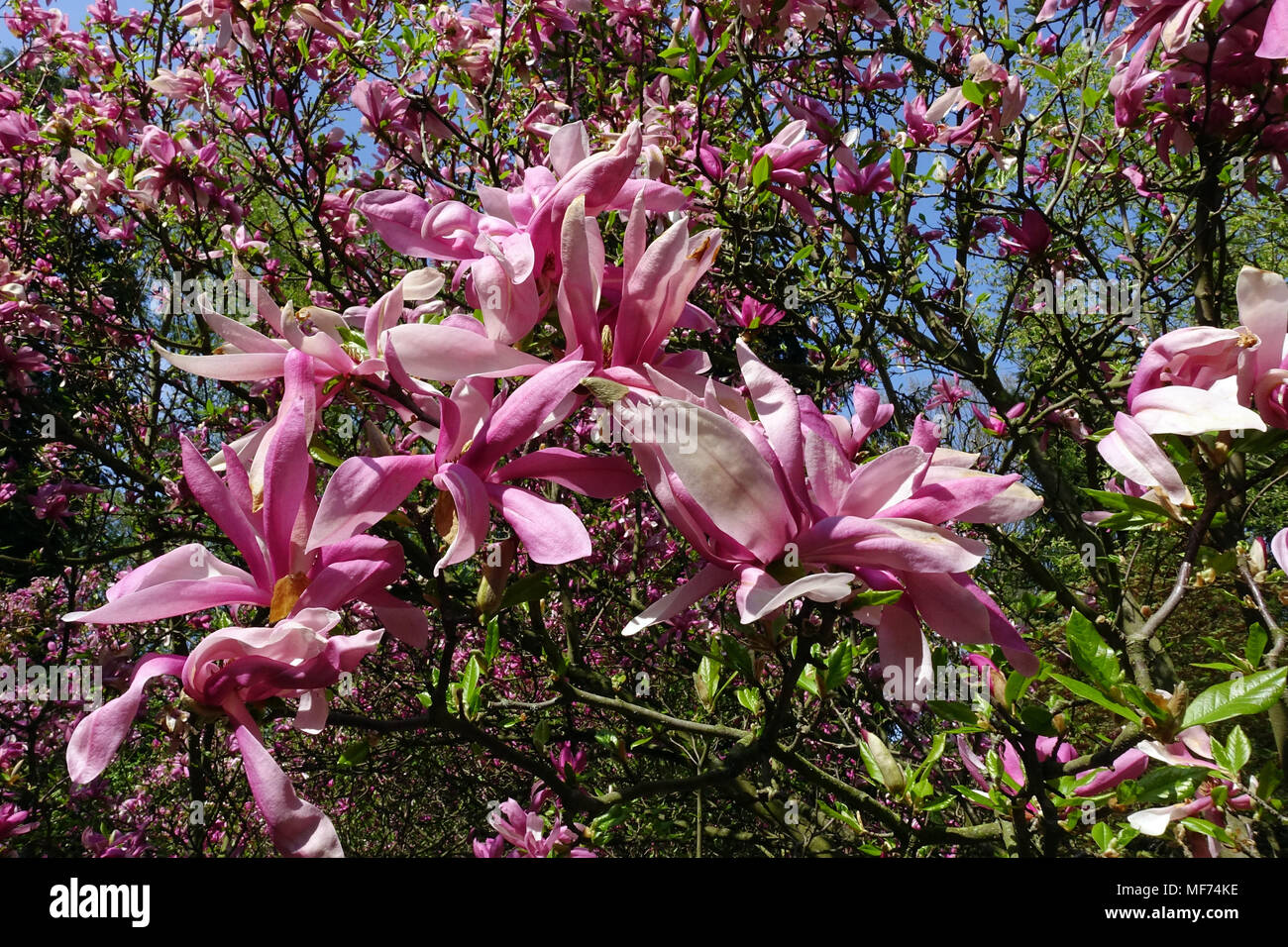 Magnolia tree full blossoming hi-res stock photography and images - Alamy