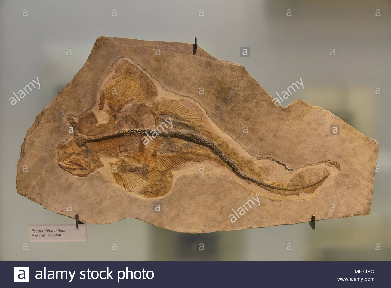 Extinct Species Of Shark High Resolution Stock Photography and Images ...