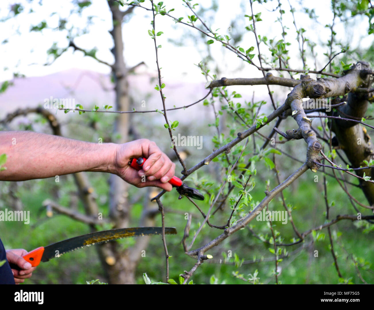 Spring pruning apple hi-res stock photography and images - Alamy