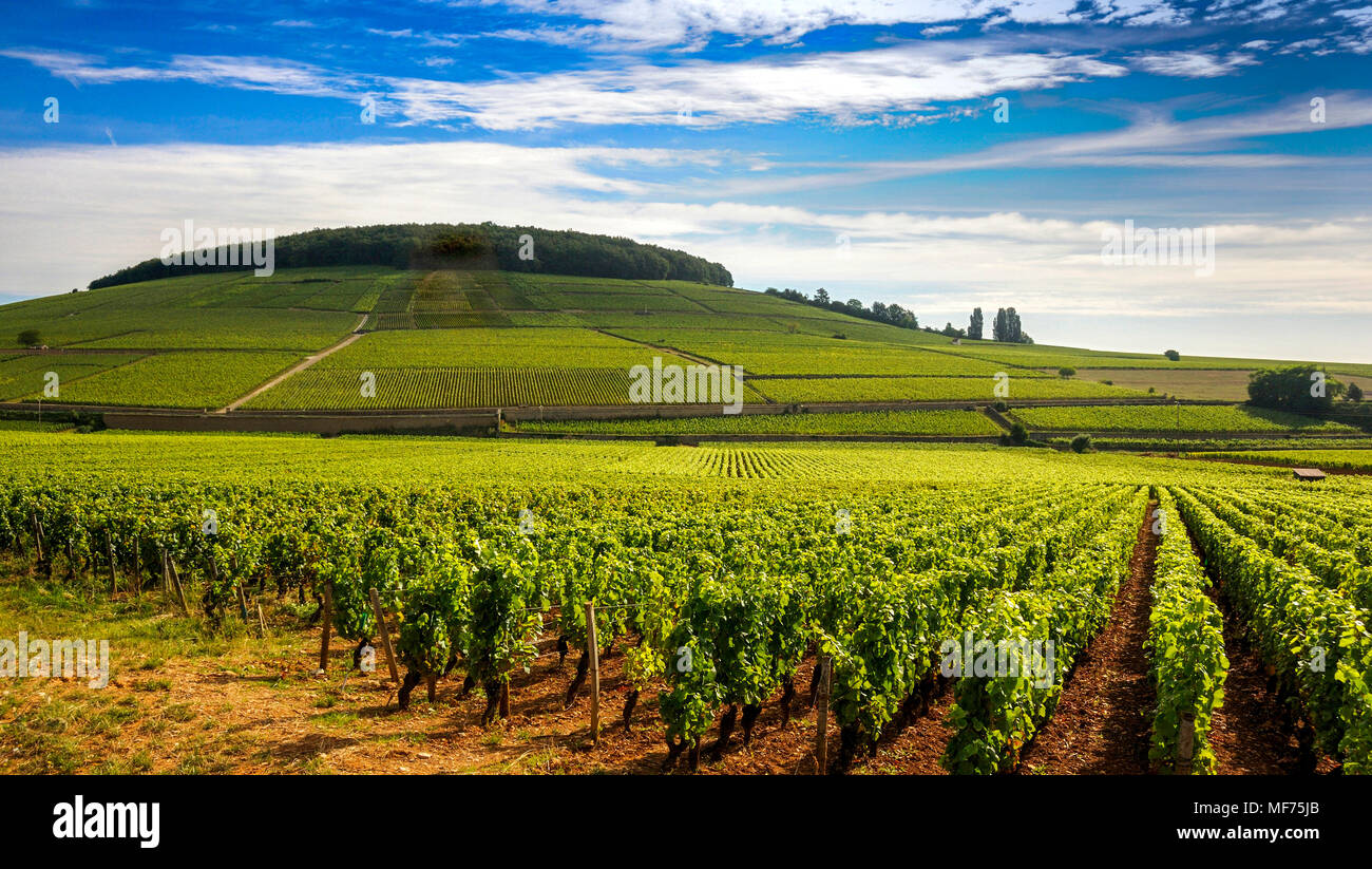 Famous grand cru and premier cru vineyards of Aloxe Corton.Cote de ...