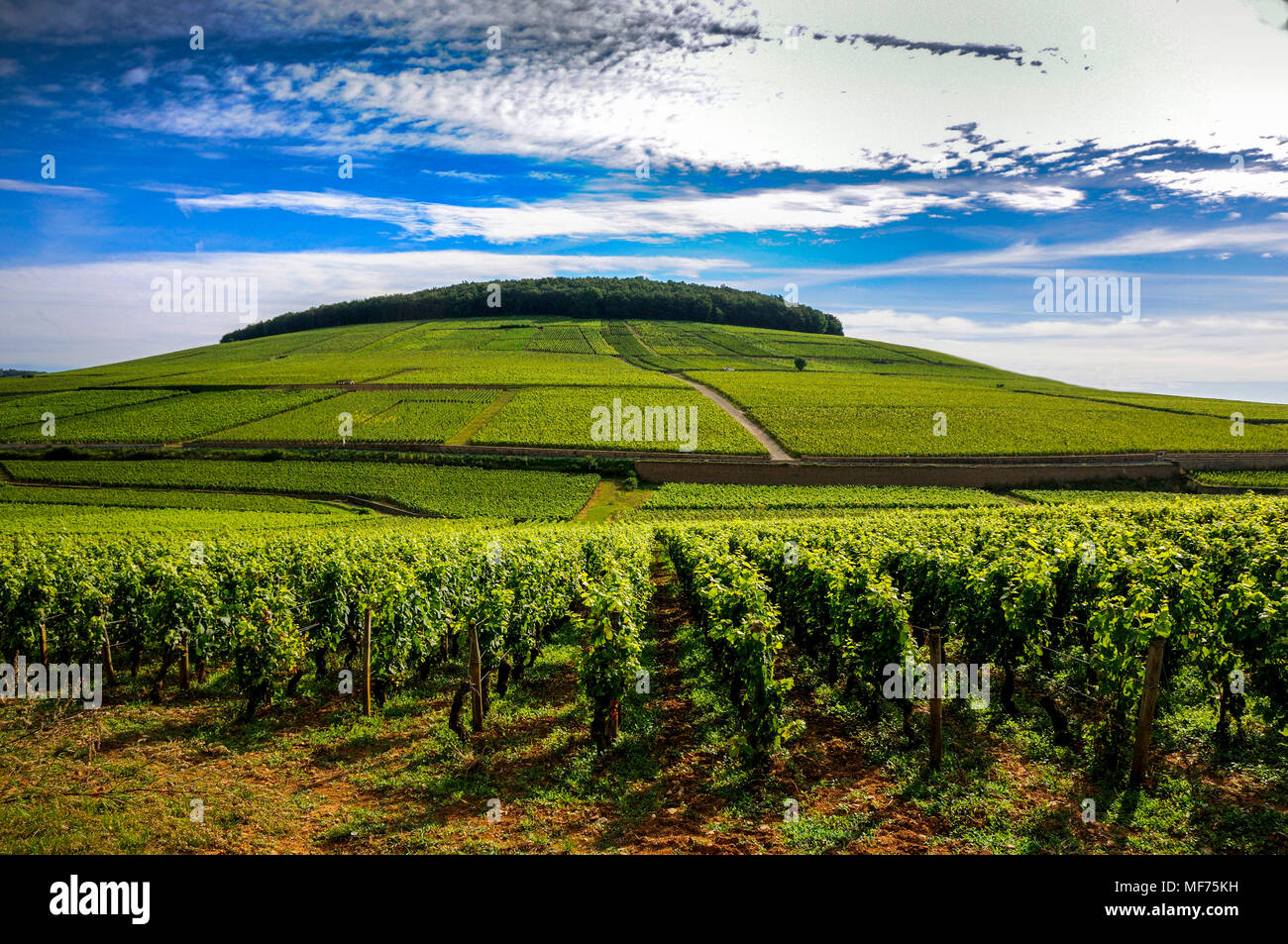 Famous grand cru and premier cru vineyards of Aloxe Corton.Cote de ...