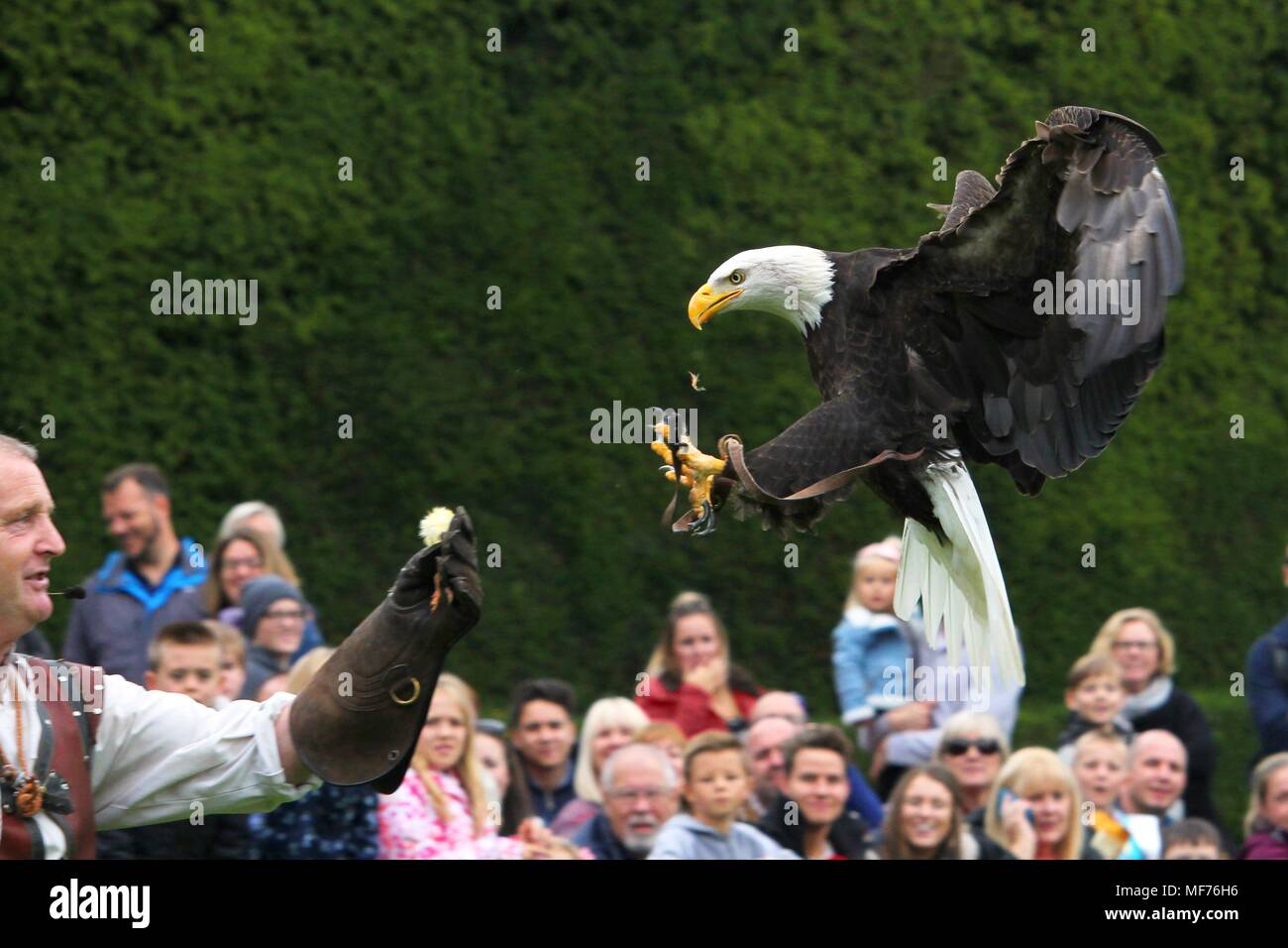 Warwick castle bird prey hi-res stock photography and images - Alamy