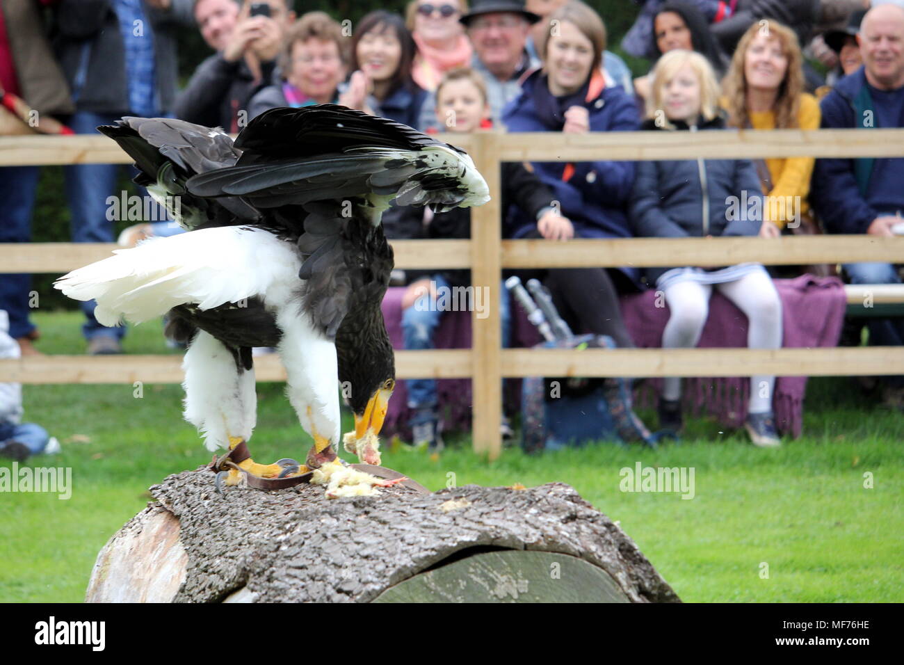 Falconry Harpy Eagle