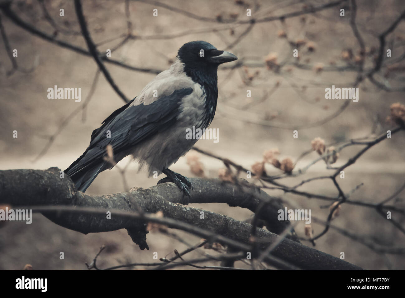 Old Eurasian Magpie bird in a park in Vilnius Lithuania Stock Photo - Alamy