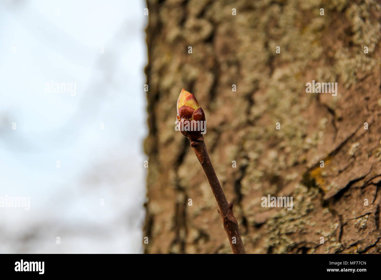 Incipent hi-res stock photography and images - Alamy