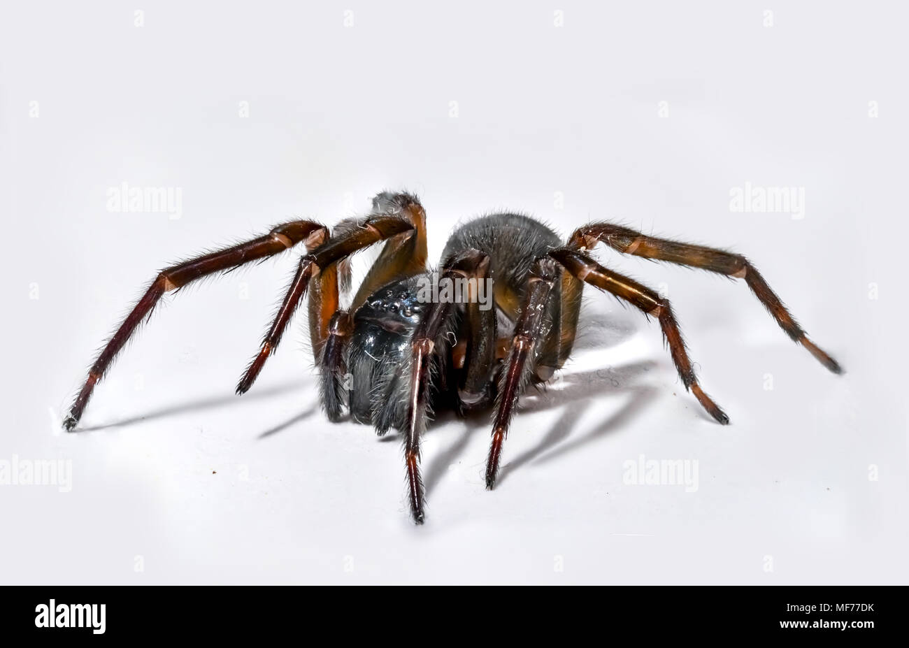 Creepy macro spider Stock Photo - Alamy