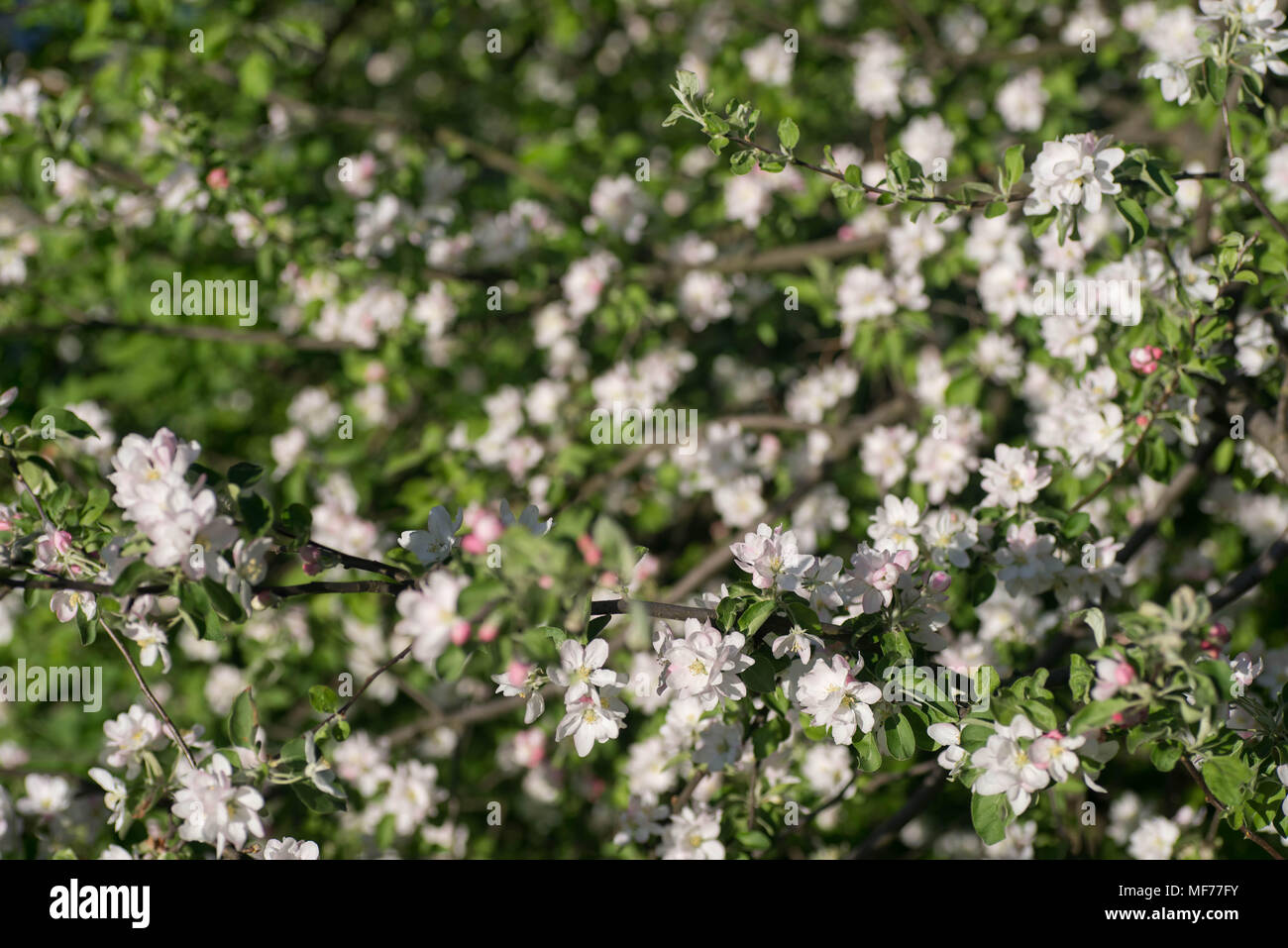 Orchard tree branch flowers hi-res stock photography and images - Alamy