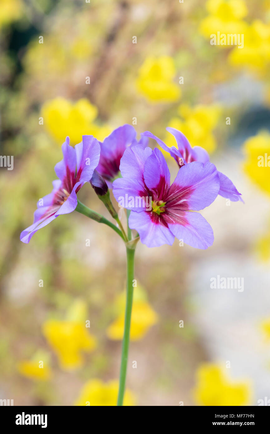 Andean glory of the sun lily hi-res stock photography and images - Alamy