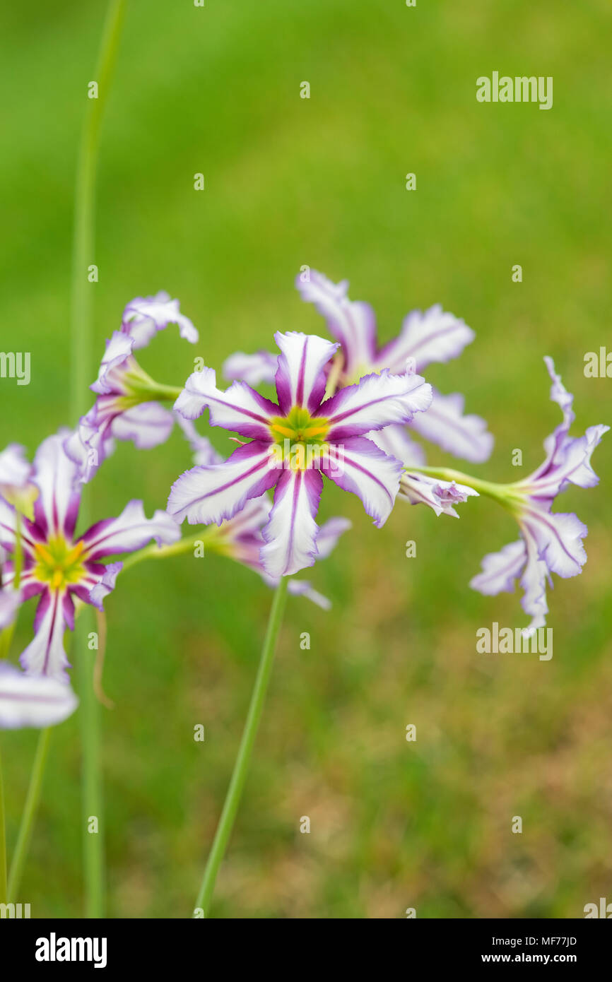 Andean glory of the sun lily hi-res stock photography and images - Alamy