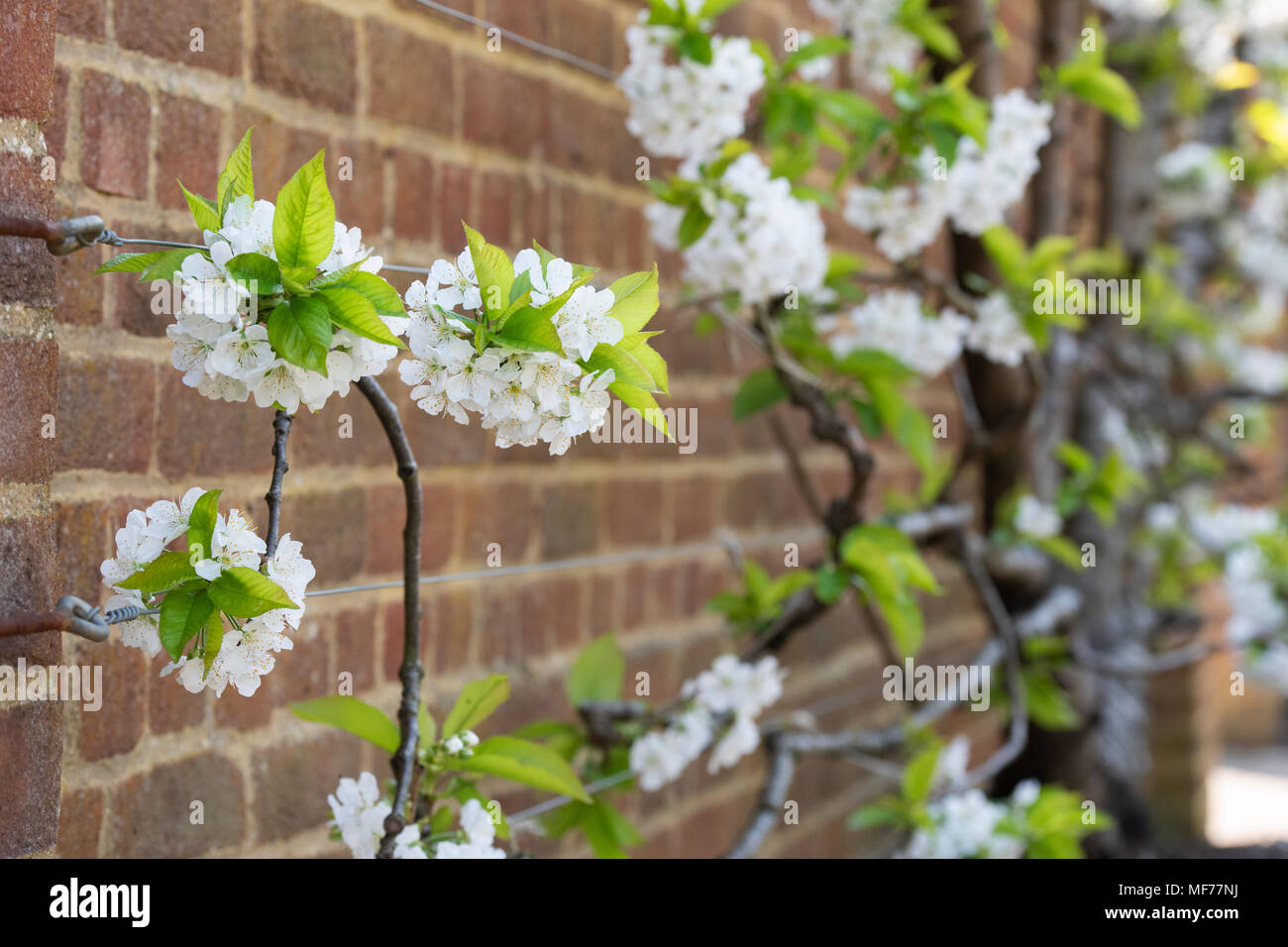 Prunus avium. Cherry Sunburst blossom at RHS Wisley Gardens, Surrey ...