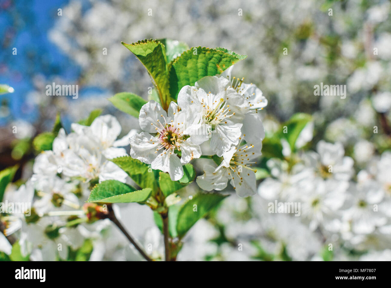 Fruit tree bloom hi-res stock photography and images - Alamy