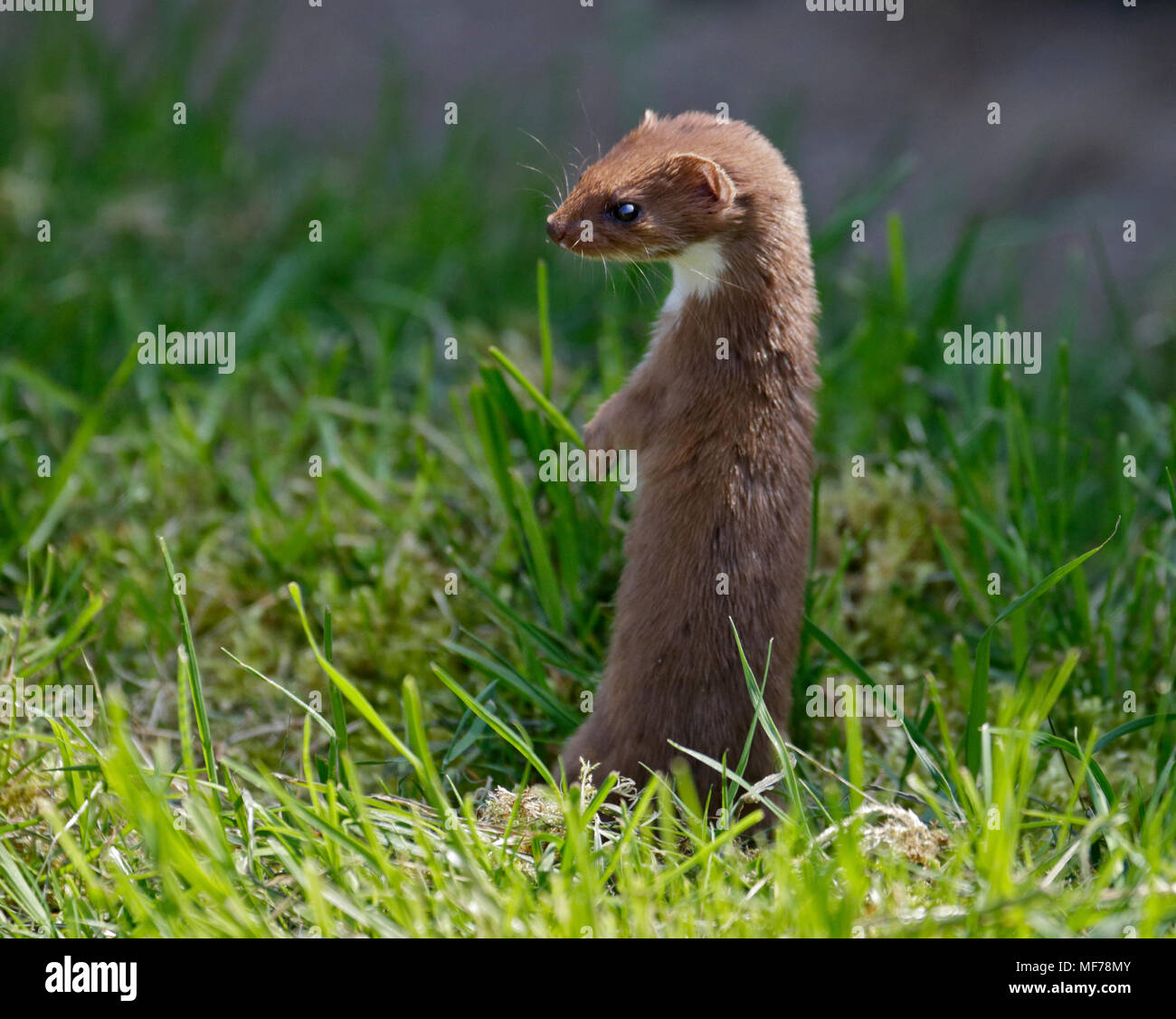 Eurasian Weasel/Least Weasel (mustela nivalis), UK Stock Photo - Alamy