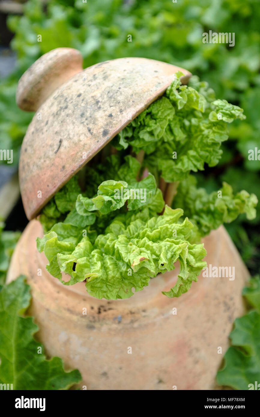 Rhubarb forcer pot hi-res stock photography and images - Alamy
