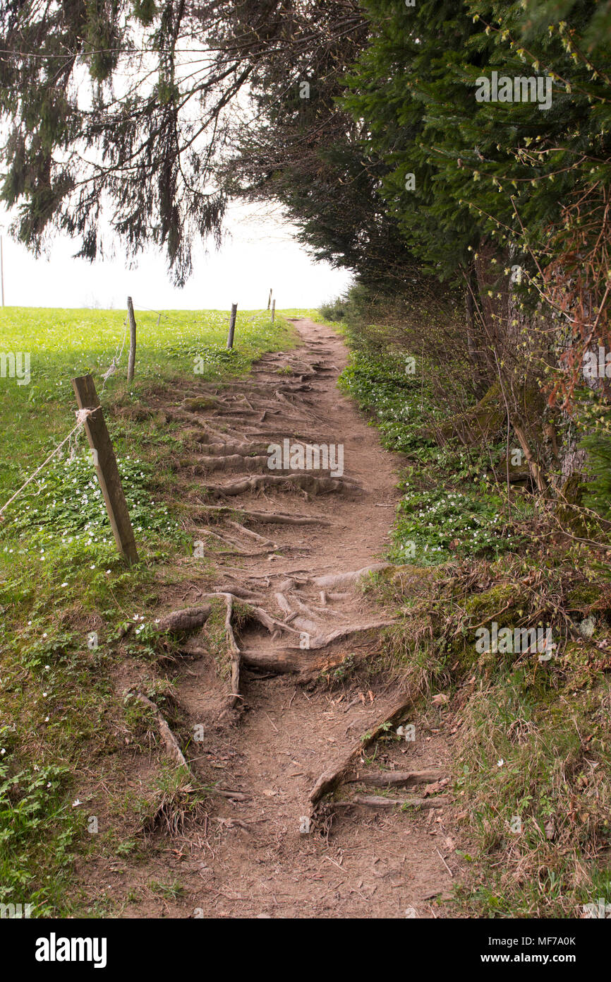 Hiking trail with tree roots in the forest in Switzerland. Outdoor ...
