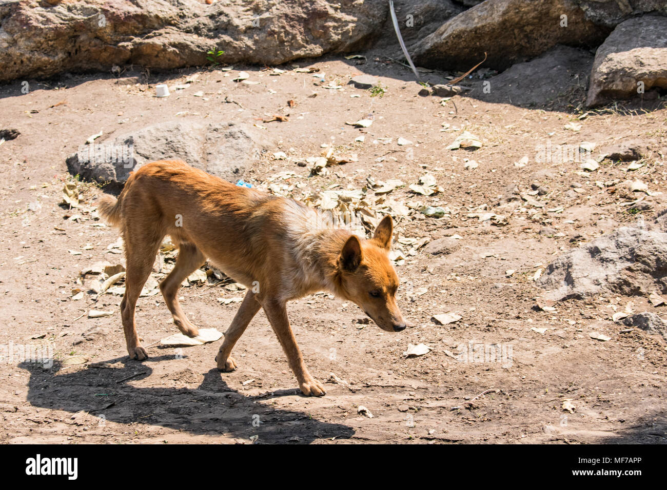 wild dog walking towards under a tree shadow for resting on summer ...