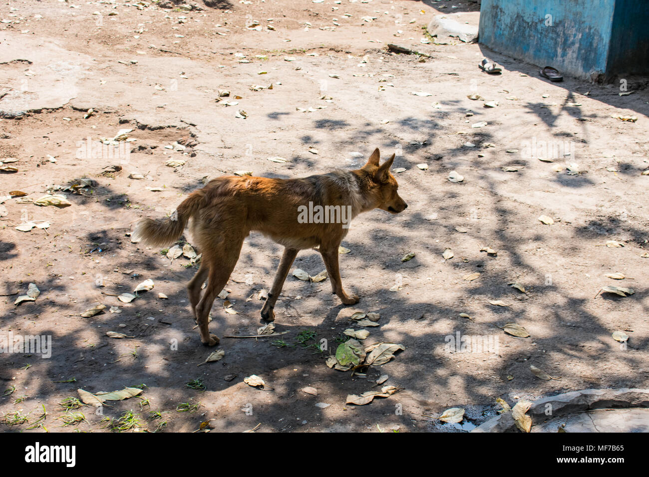 wild dog walking towards under a tree shadow for resting on summer ...