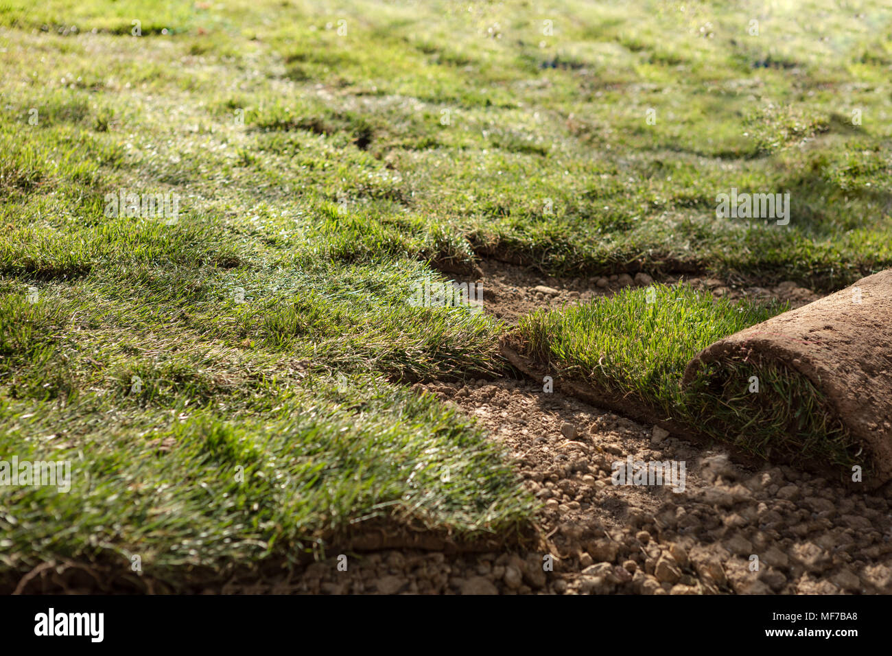 Natural Grass Turf Professional Installer. Gardener Installing Natural ...