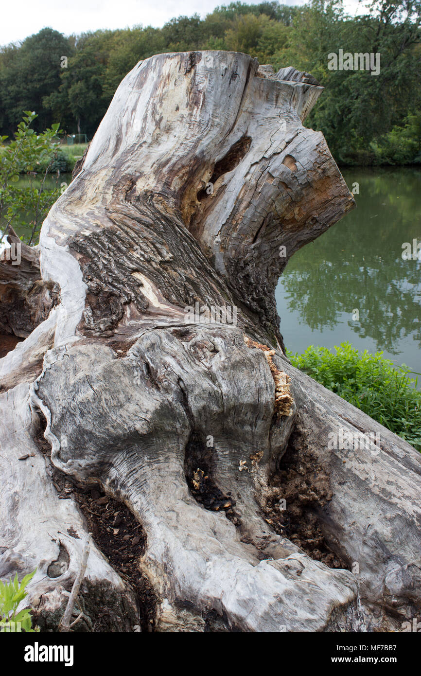 Old stump on the river bank. Reflection of the tree from the other bank ...