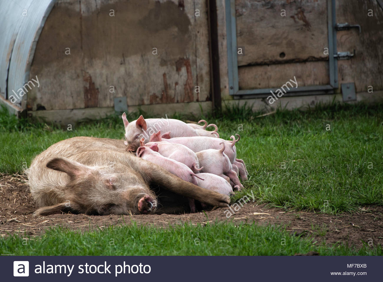 Farrowing Stock Photos & Farrowing Stock Images - Alamy