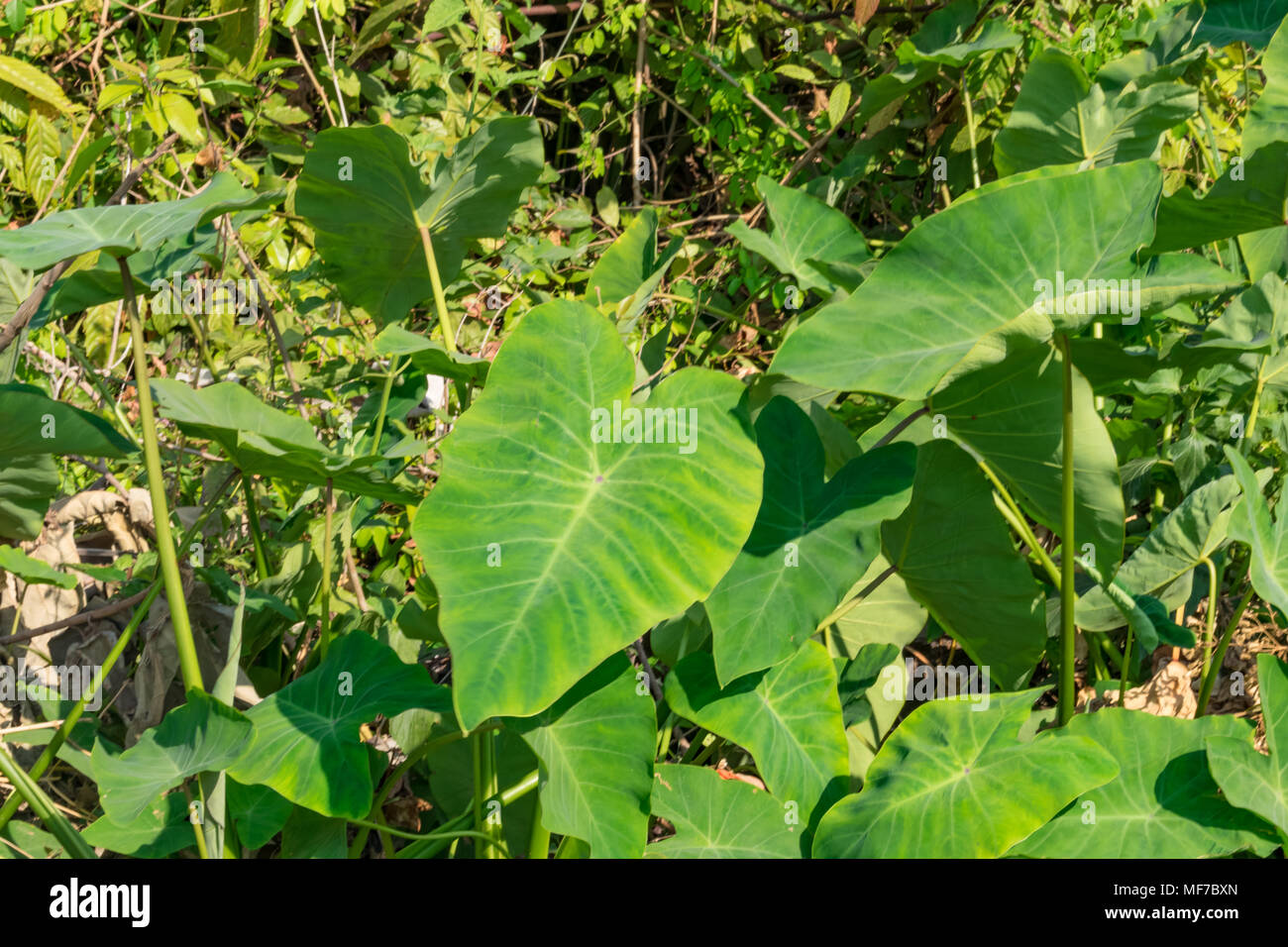 Indian vegetable taro root tree leaf close view looking beautiful Stock ...