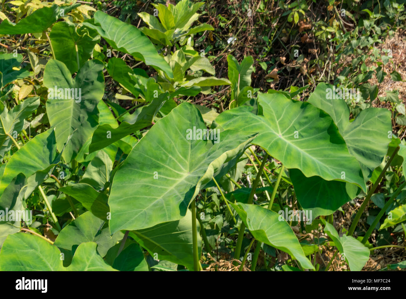 Indian vegetable taro root tree leaf close view looking beautiful Stock ...
