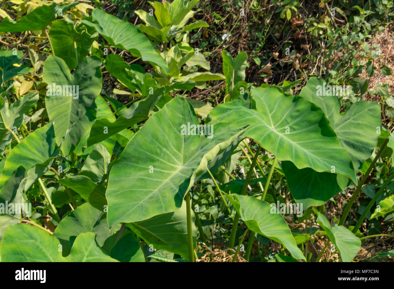 Indian vegetable taro root tree leaf close view looking beautiful Stock ...