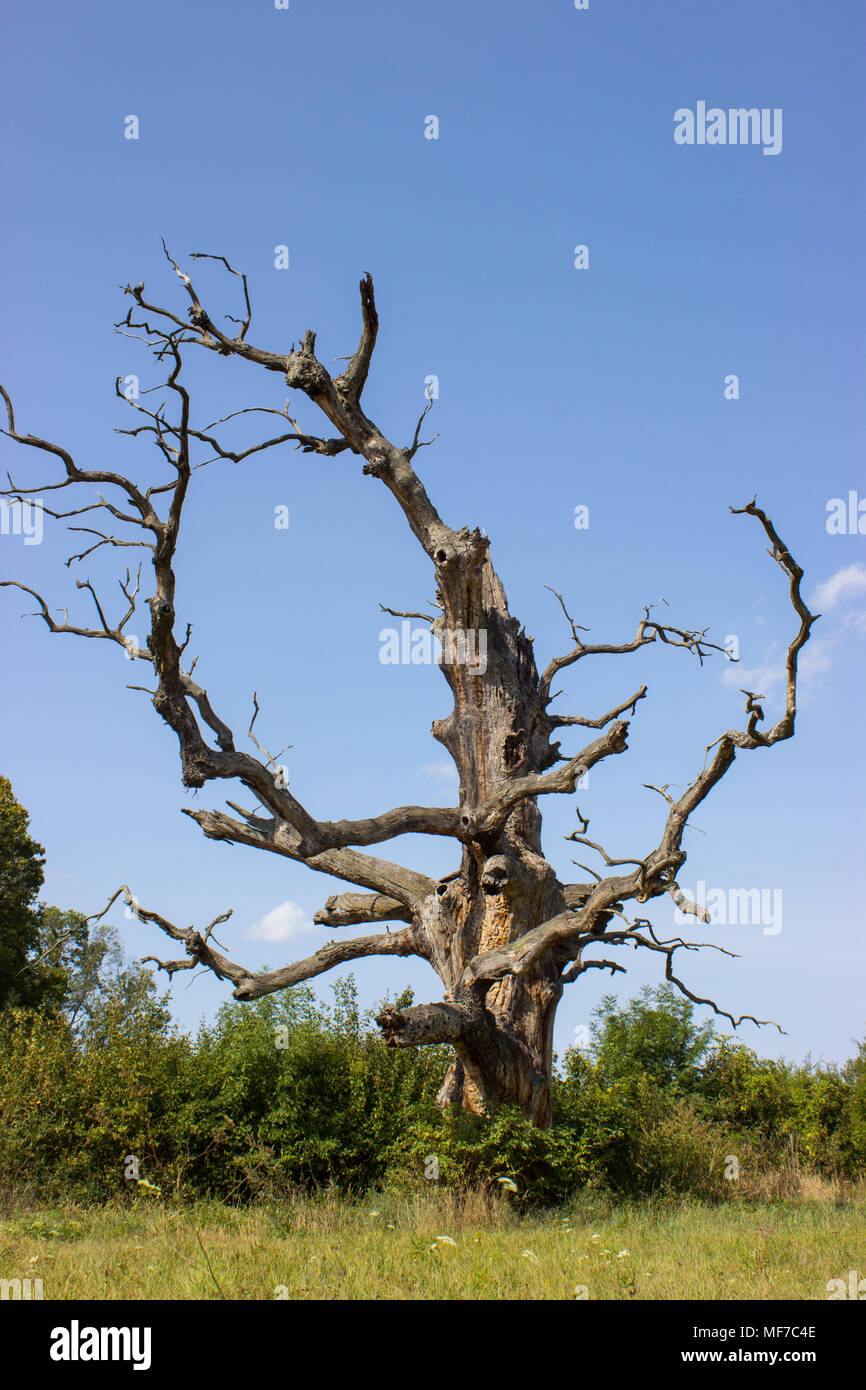 Big oak trees hi-res stock photography and images - Alamy