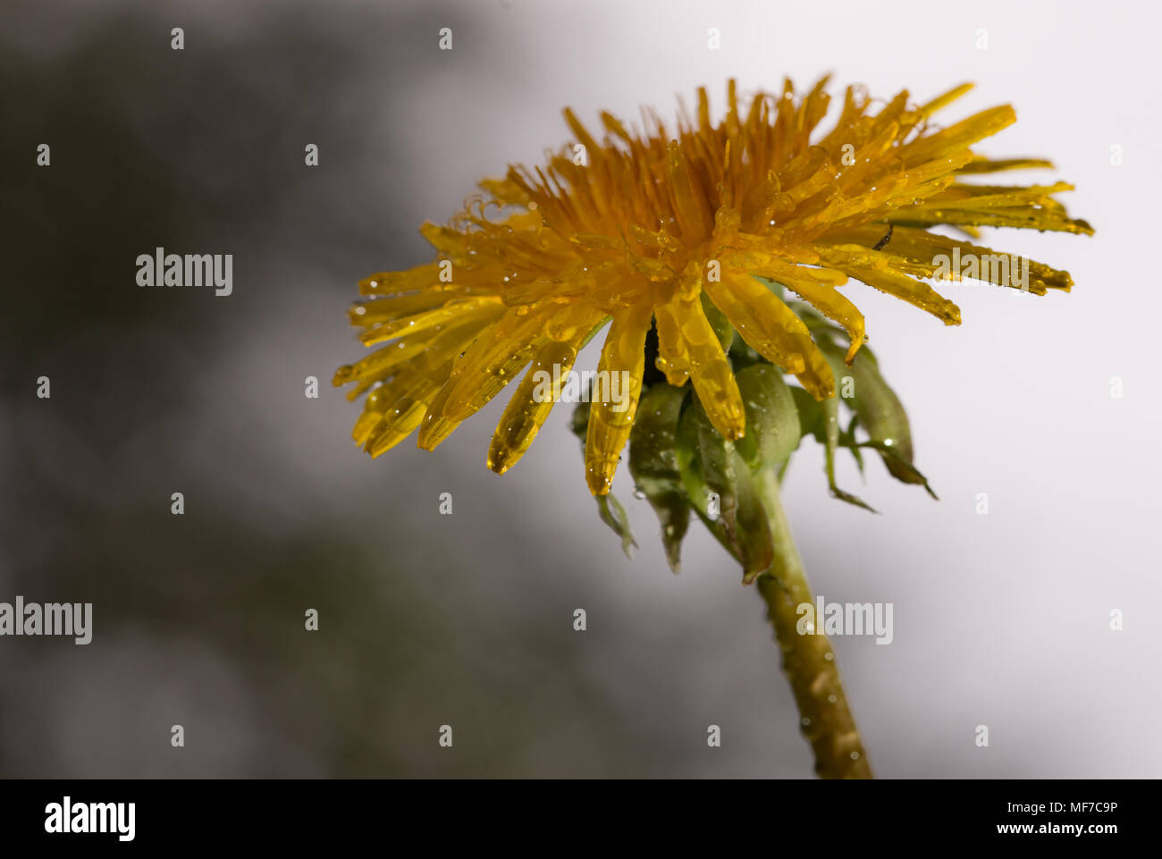 Dandelion, Taraxacum, flower head after a rain shower, showing small ...