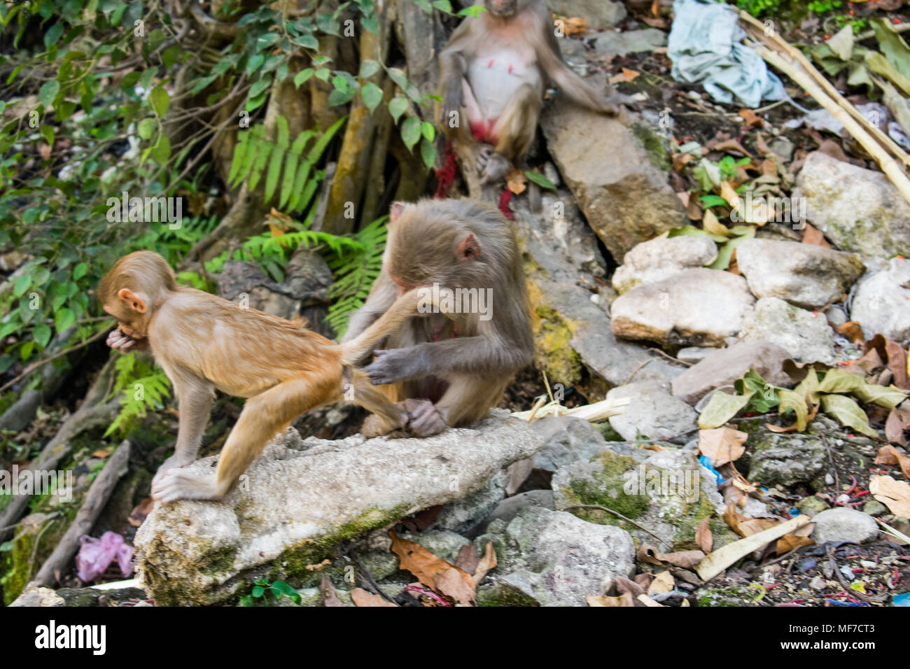 monkey mother taking care of her baby with a lot of love and affection ...