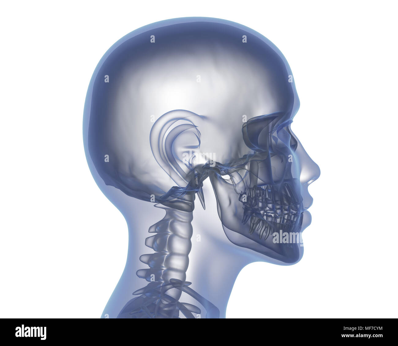 Human head with no brain. 3D illustration Stock Photo - Alamy