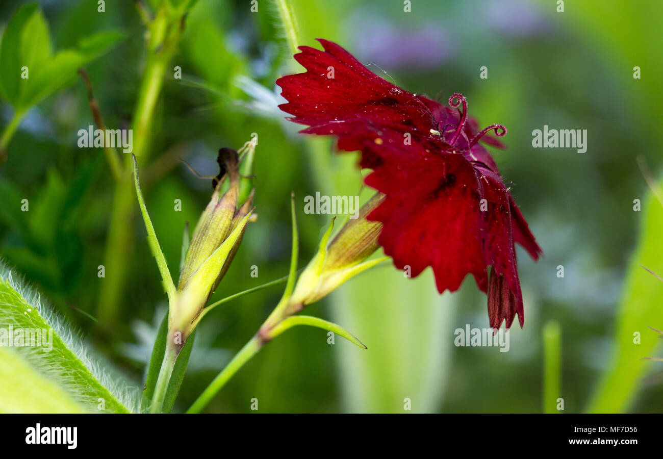 Red carnation - Dianthus caryophyllus - in the garden Stock Photo - Alamy