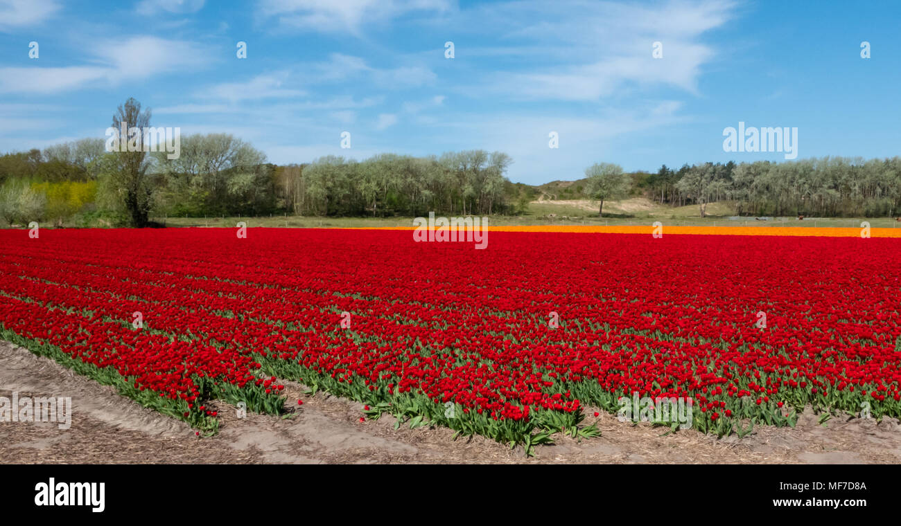 Netherlands dutch orange color hi-res stock photography and images - Alamy