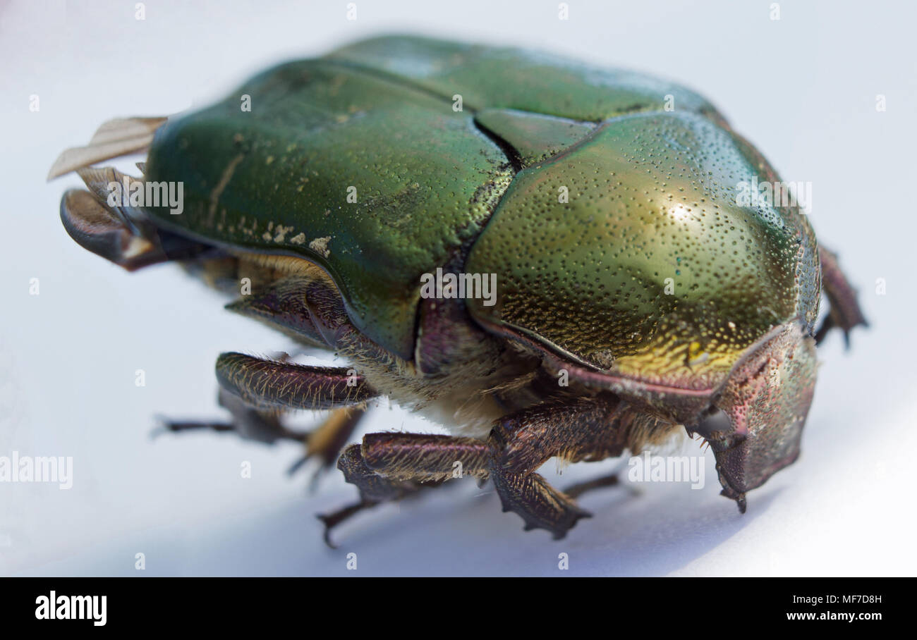 Single green rose chafer on a white background Stock Photo - Alamy