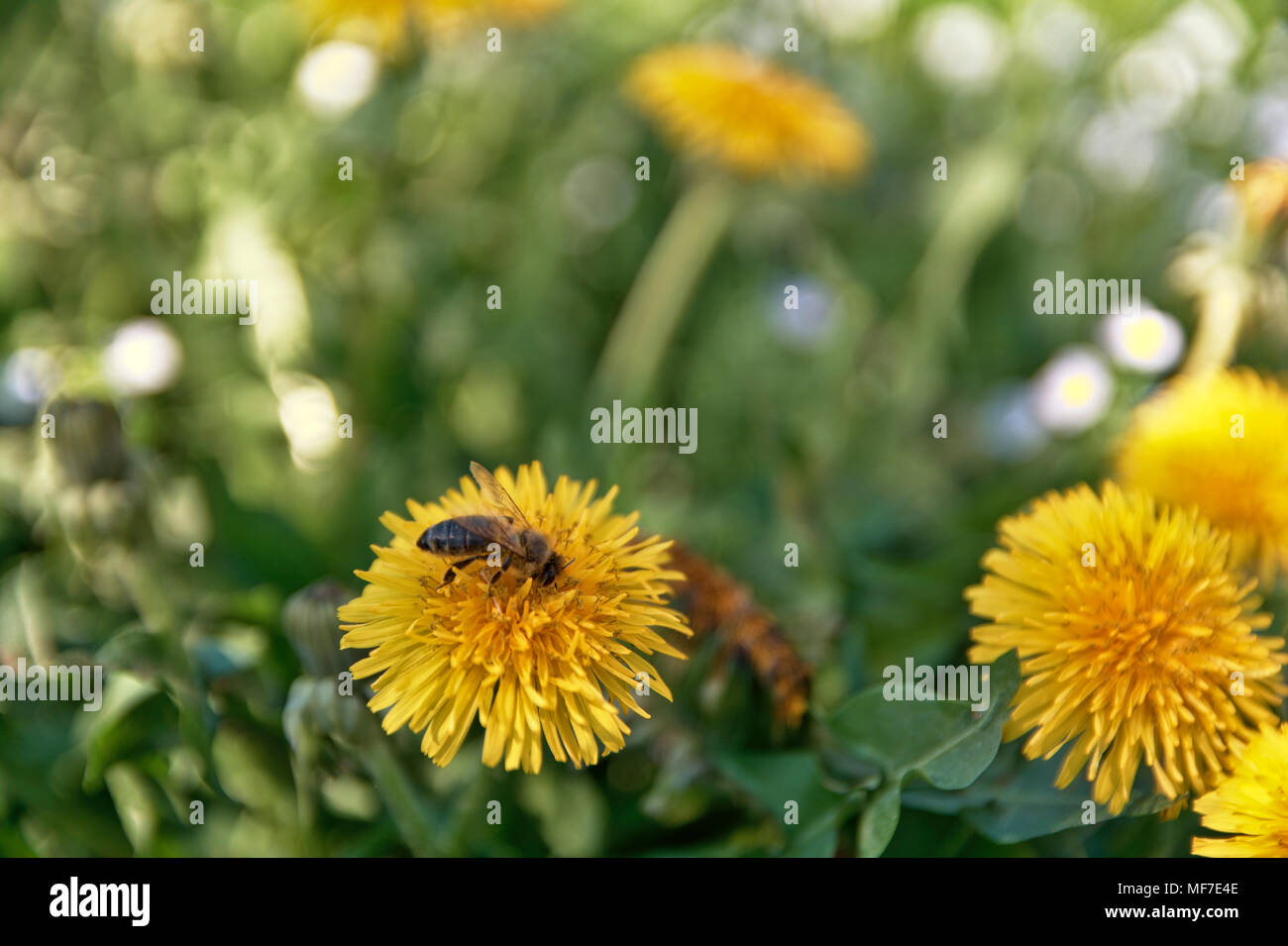 Dandelion plants hi-res stock photography and images - Alamy