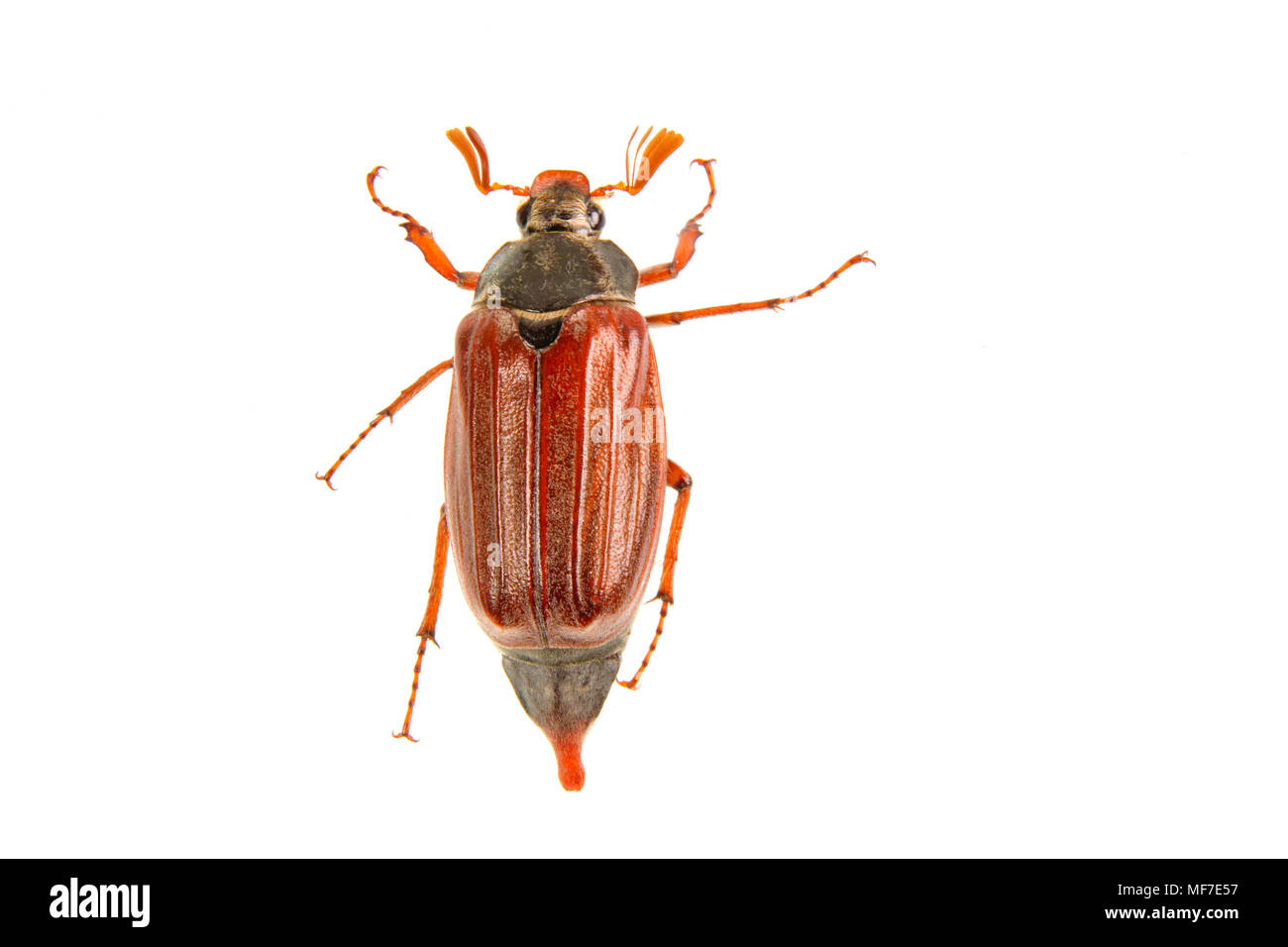 Cockroach european Cut Out Stock Images & Pictures - Alamy